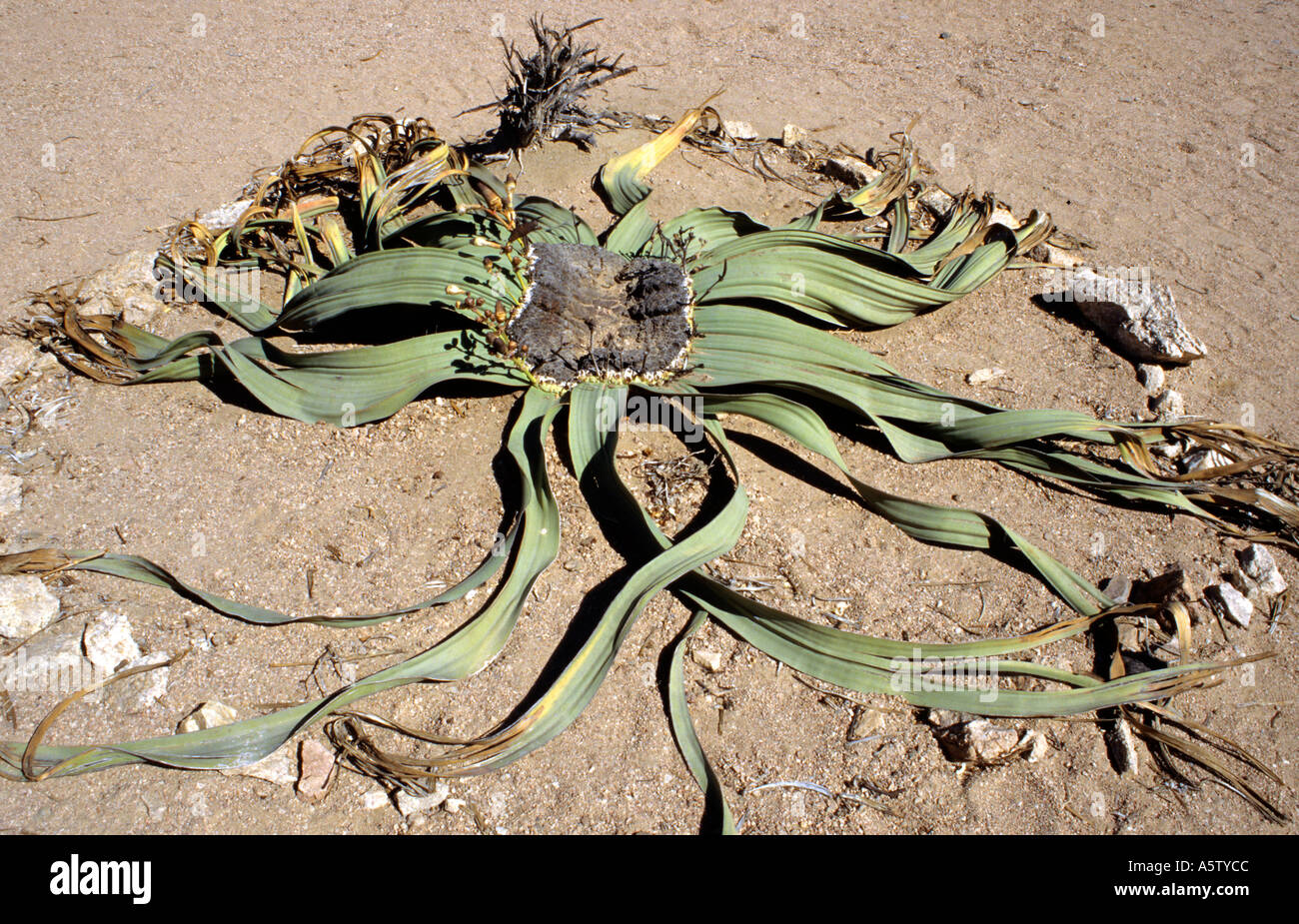Welwitschia mirabilis Namibia Stock Photo - Alamy