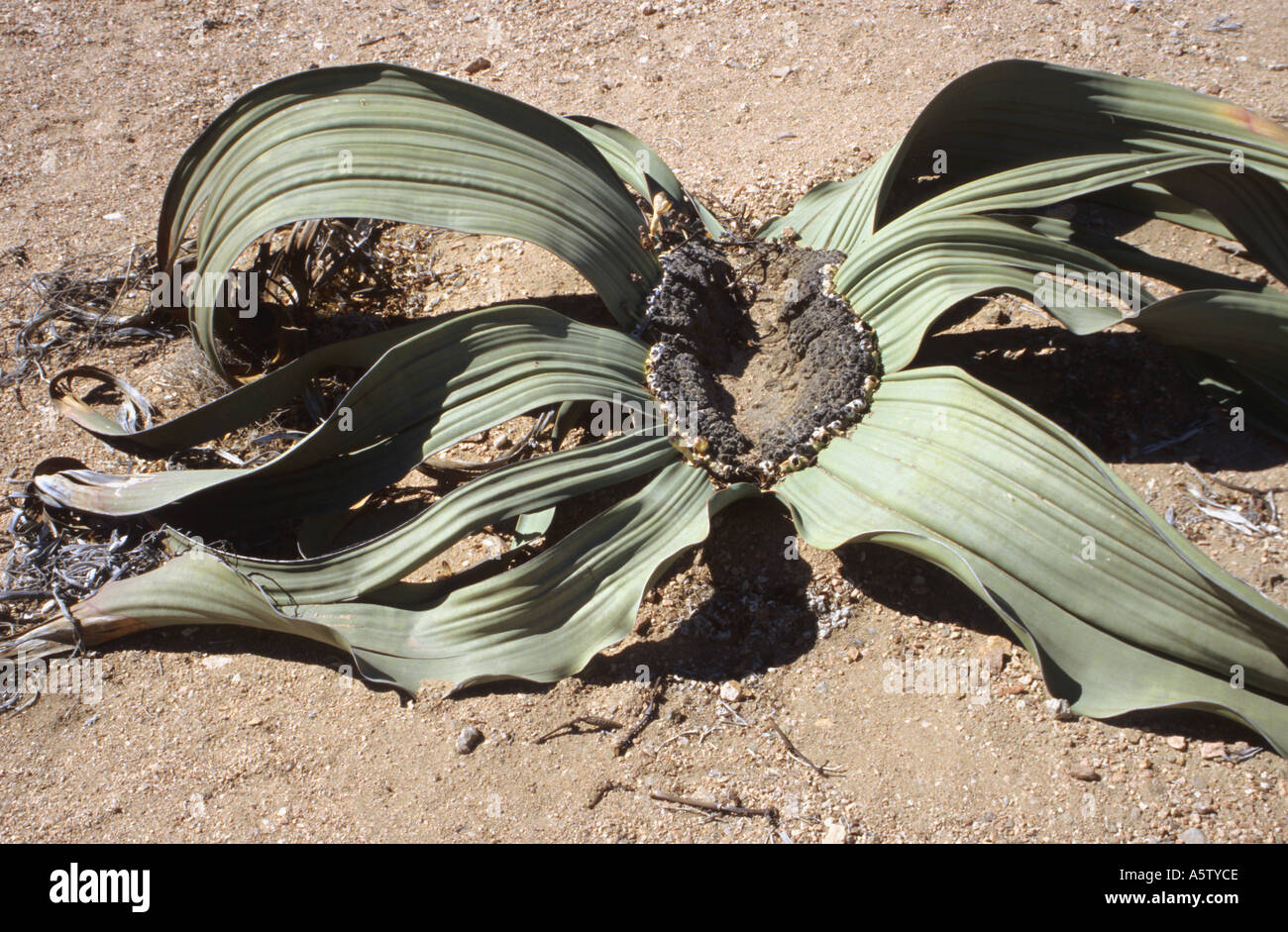 Welwitschia mirabilis Namibia Stock Photo - Alamy