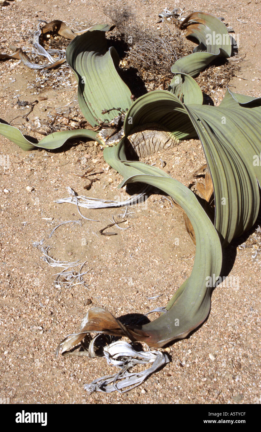 Welwitschia mirabilis Namibia Stock Photo - Alamy