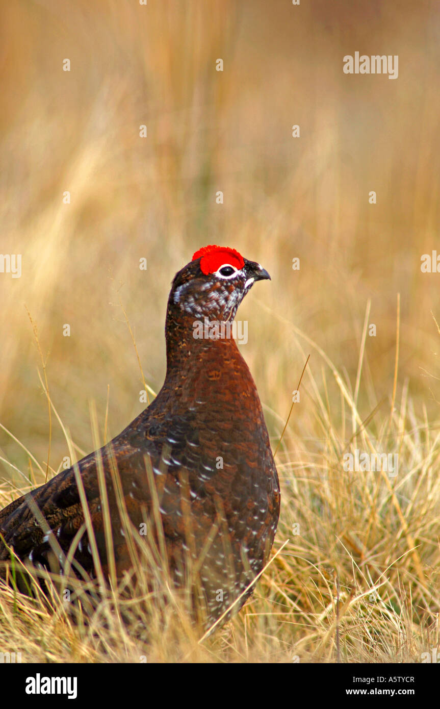 Male red grouse in breeding hi-res stock photography and images - Alamy