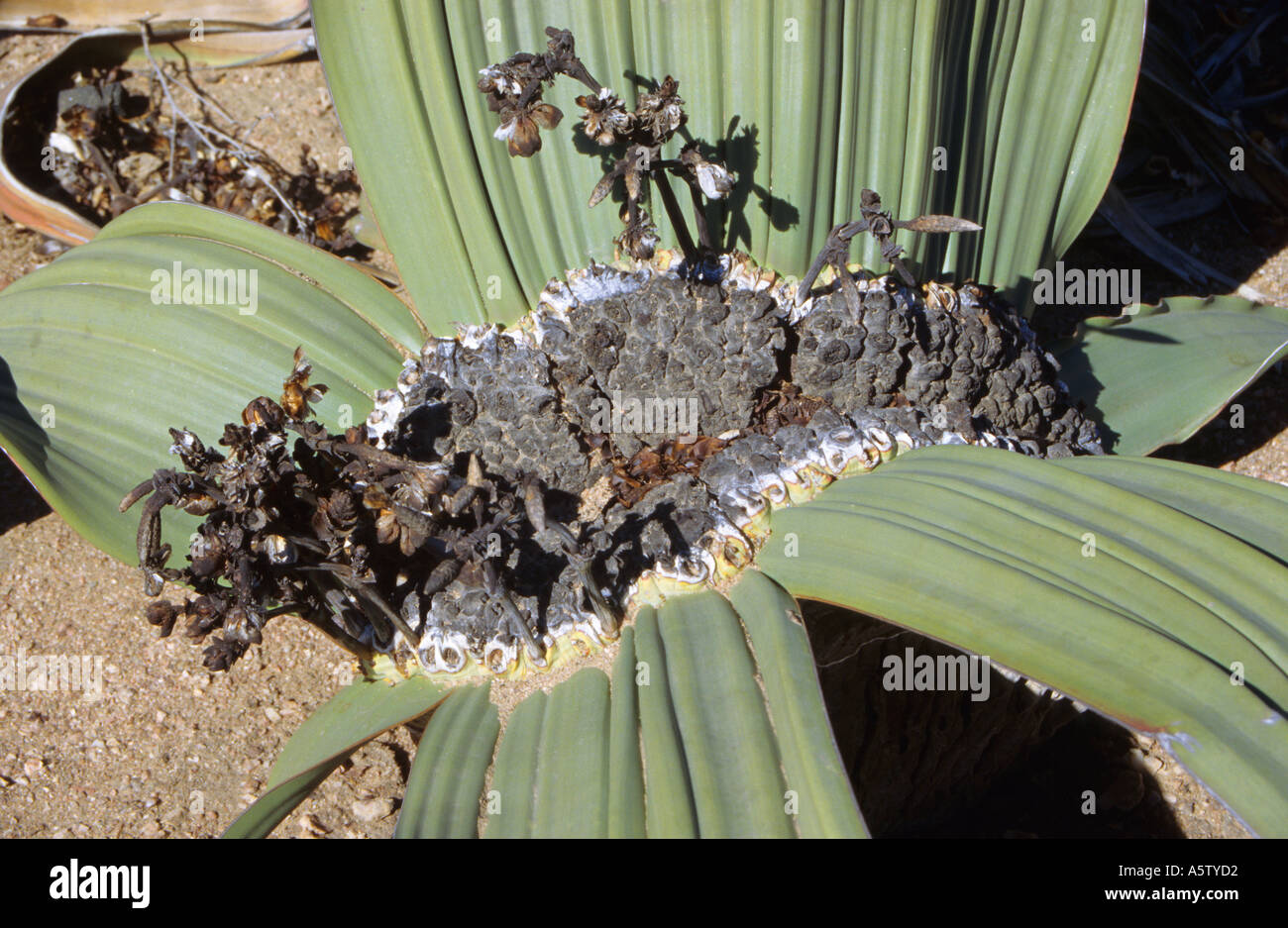 Welwitschia mirabilis Namibia Stock Photo - Alamy