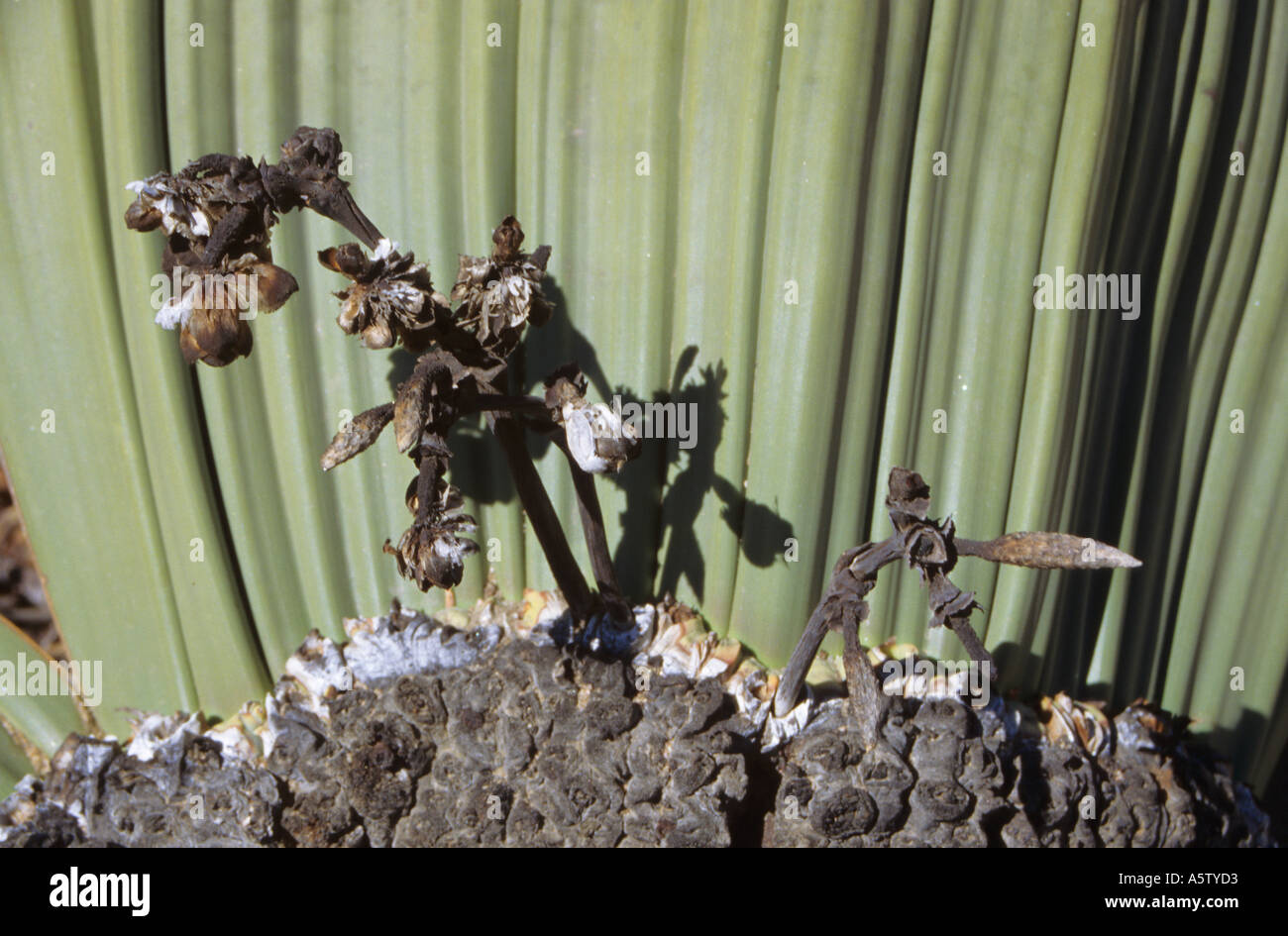Welwitschia mirabilis Namibia Stock Photo - Alamy
