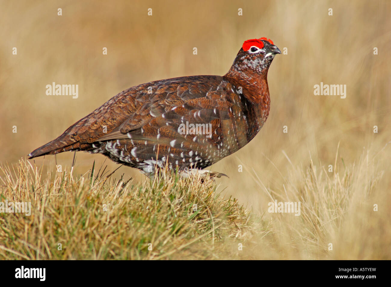 Male red grouse in breeding hi-res stock photography and images - Alamy