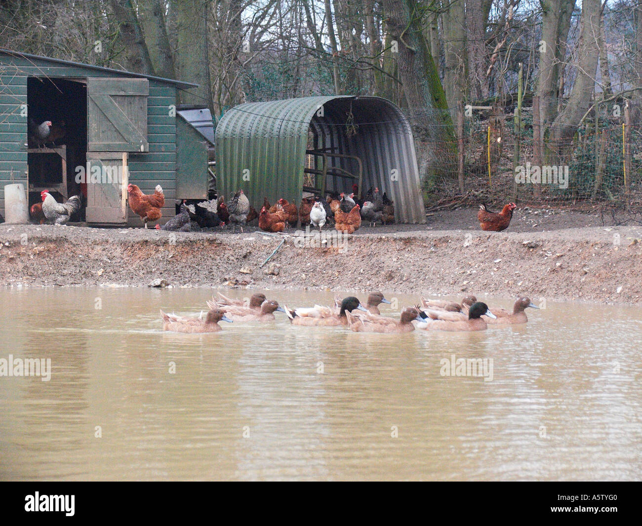 Free range chickens on farm in Surrey england Stock Photo - Alamy
