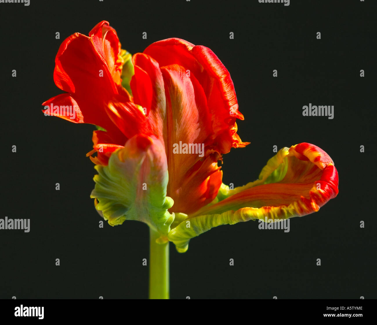 Parrot flower hi-res stock photography and images - Alamy