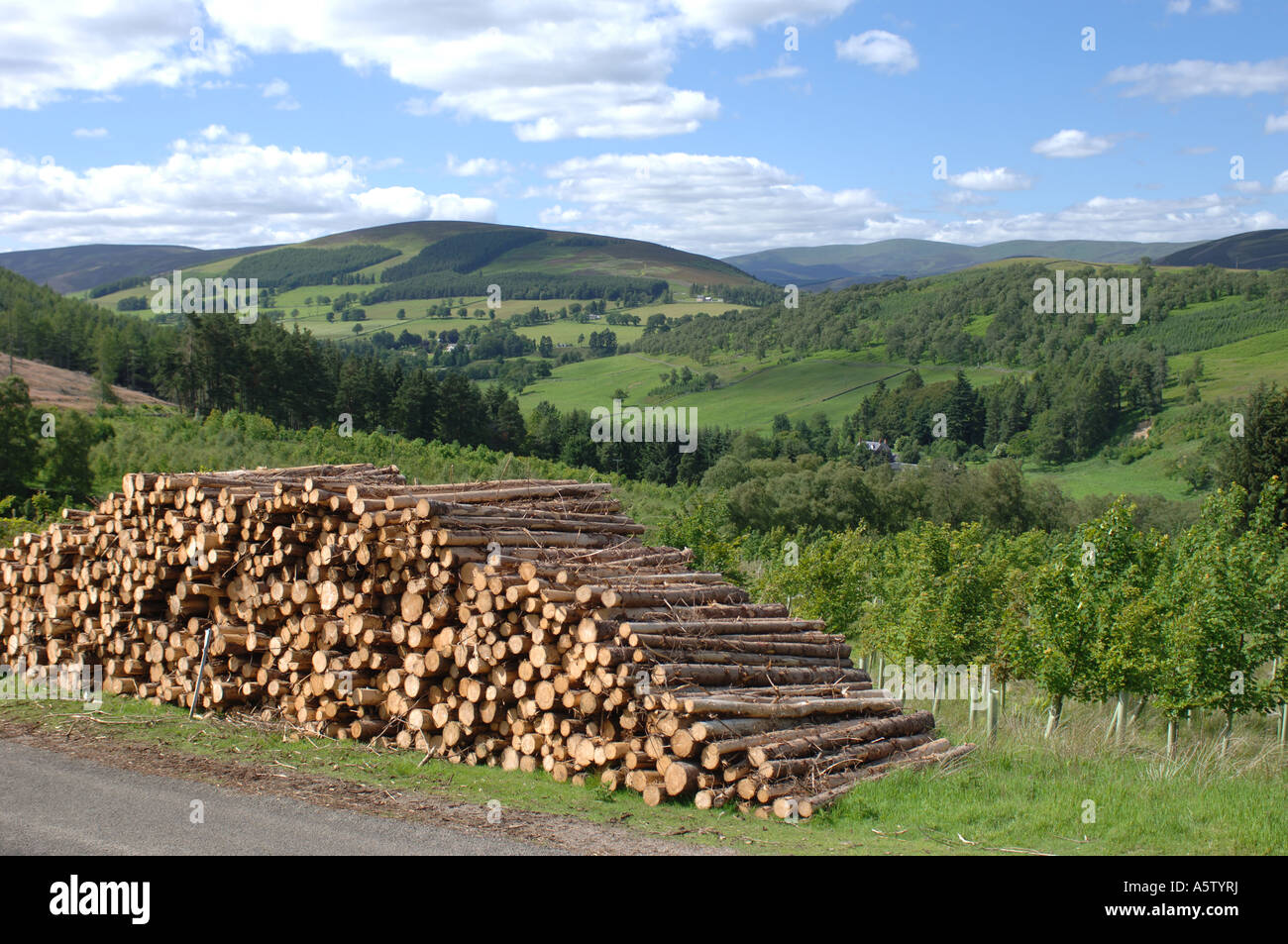 Fresh cut timber stacked in Glen Prosen, Kirrimuir. Angus. Scotland XPL ...