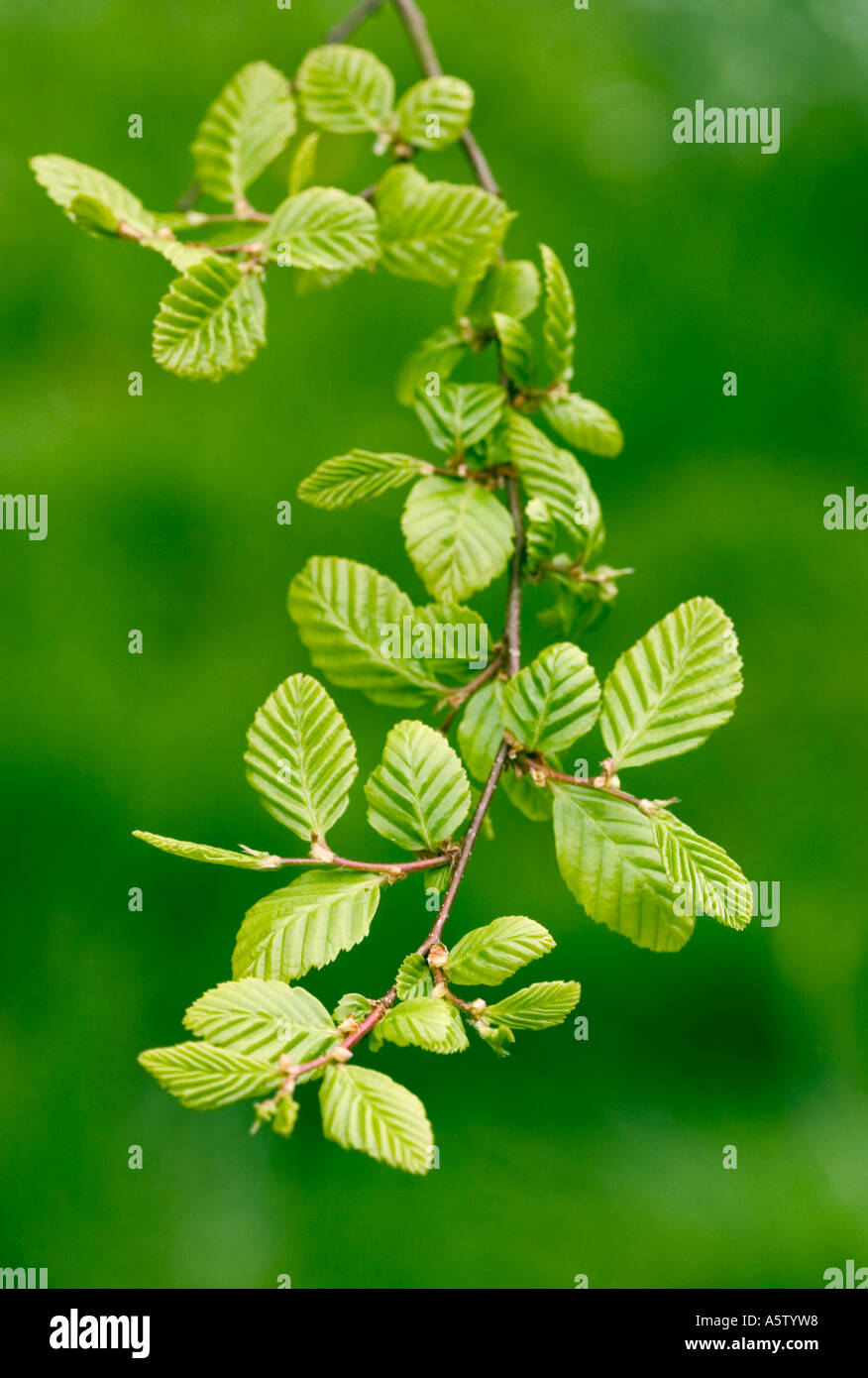 Budding beech leaves hi-res stock photography and images - Alamy