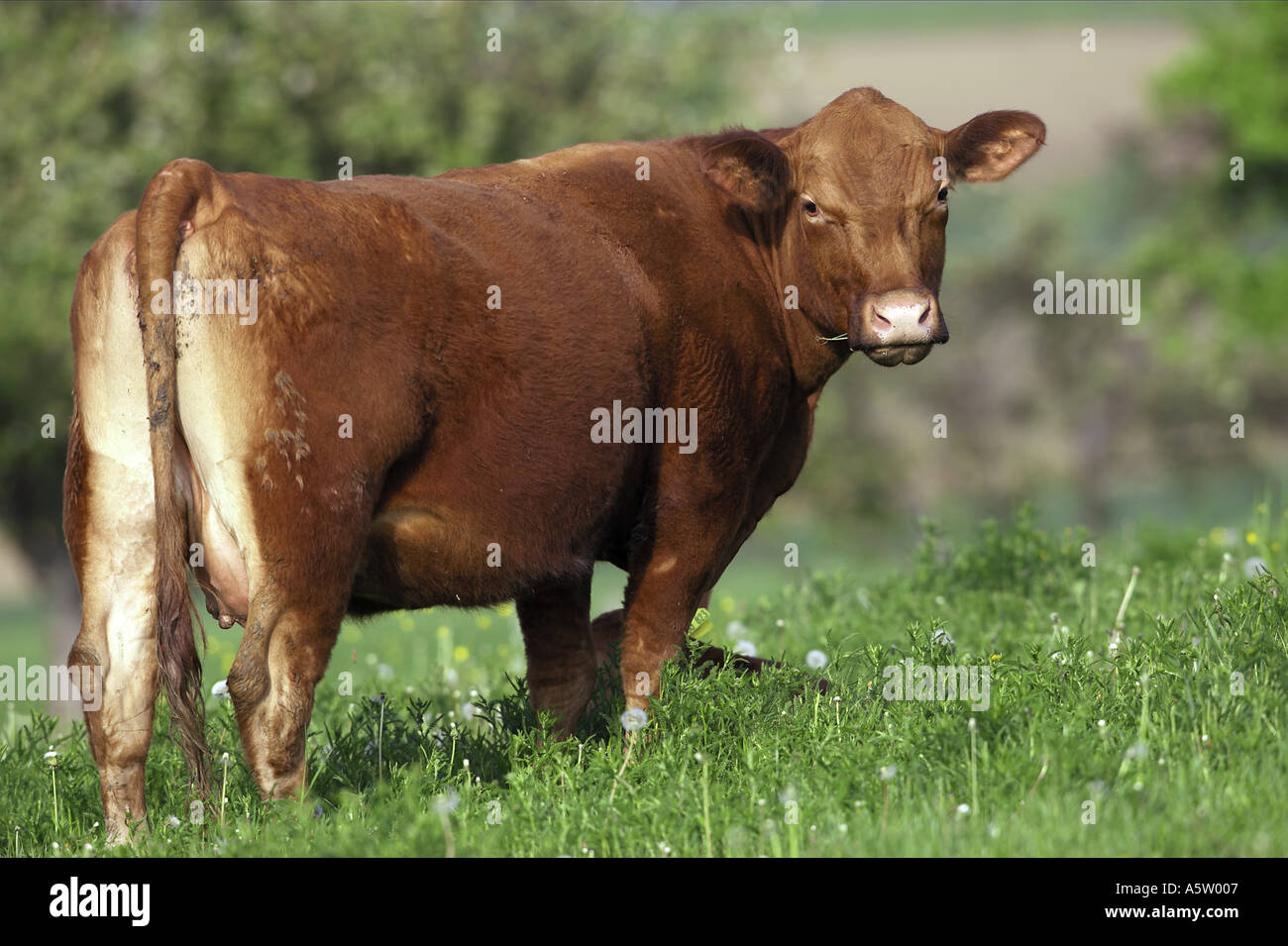 German Angus - cow on meadow Stock Photo - Alamy