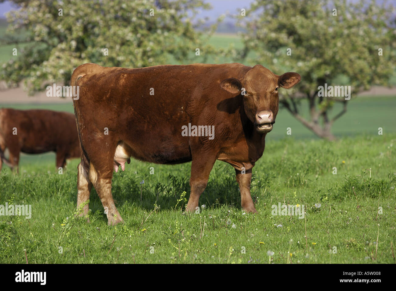 German angus cattle hi-res stock photography and images - Alamy