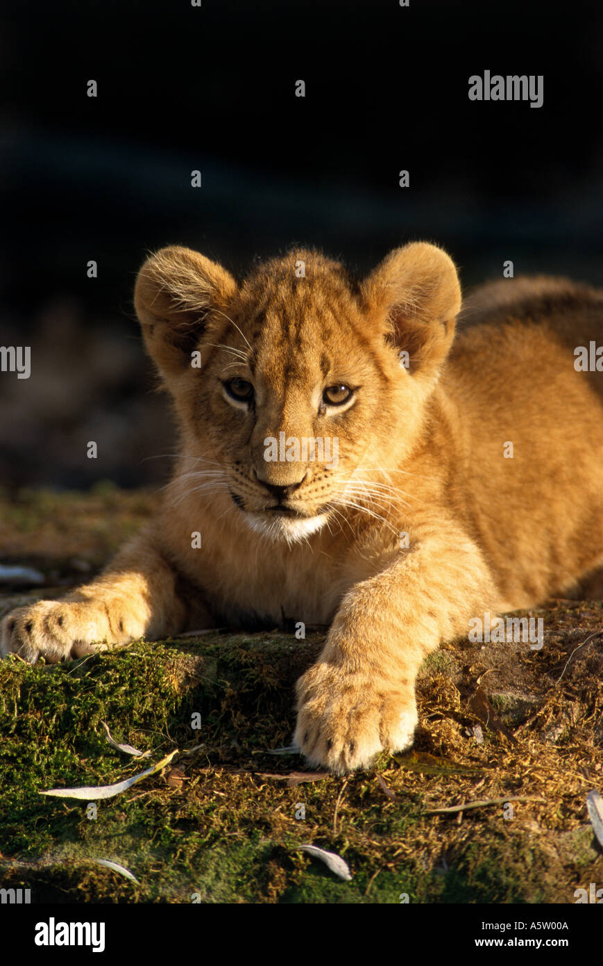 lion - cub lying / Panthera leo Stock Photo - Alamy
