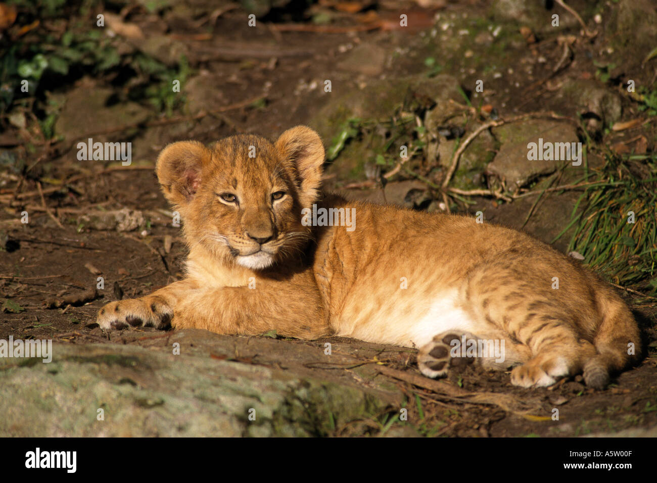 lion - cub lying / Panthera leo Stock Photo - Alamy