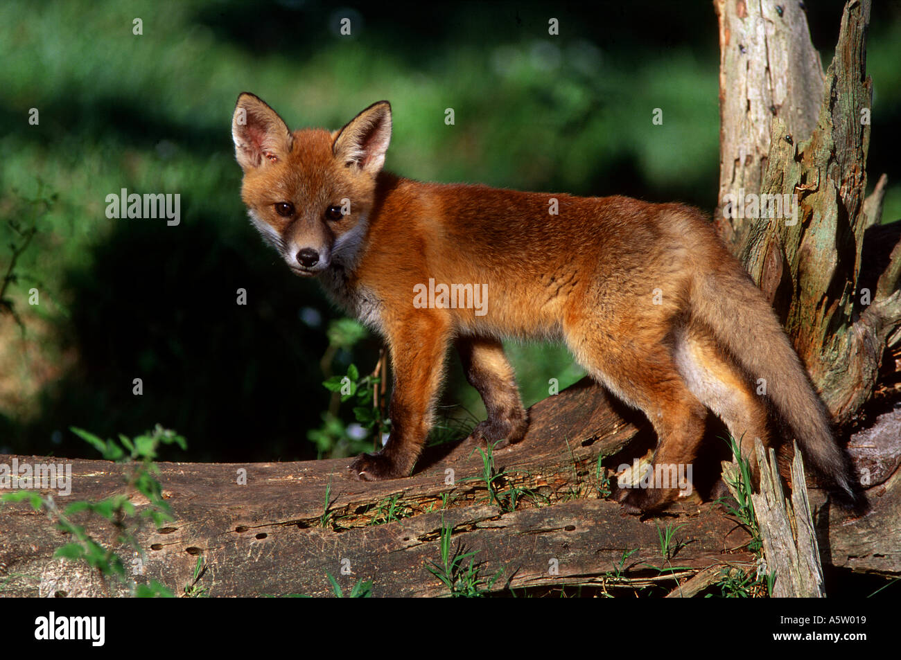young red fox - standing Stock Photo - Alamy