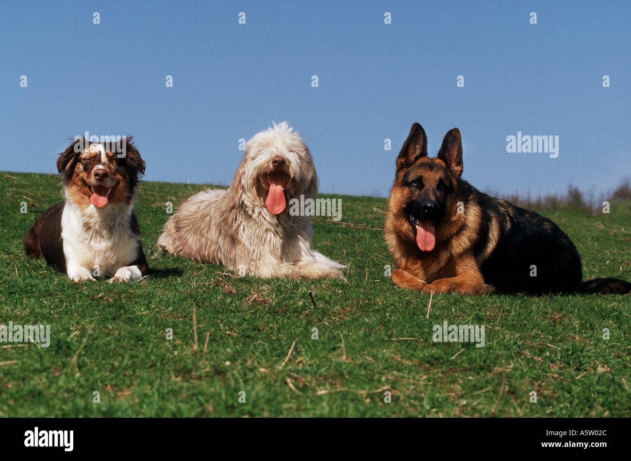 Australian Shepherd Bearded Collie and German Shepherd dog - lying on ...