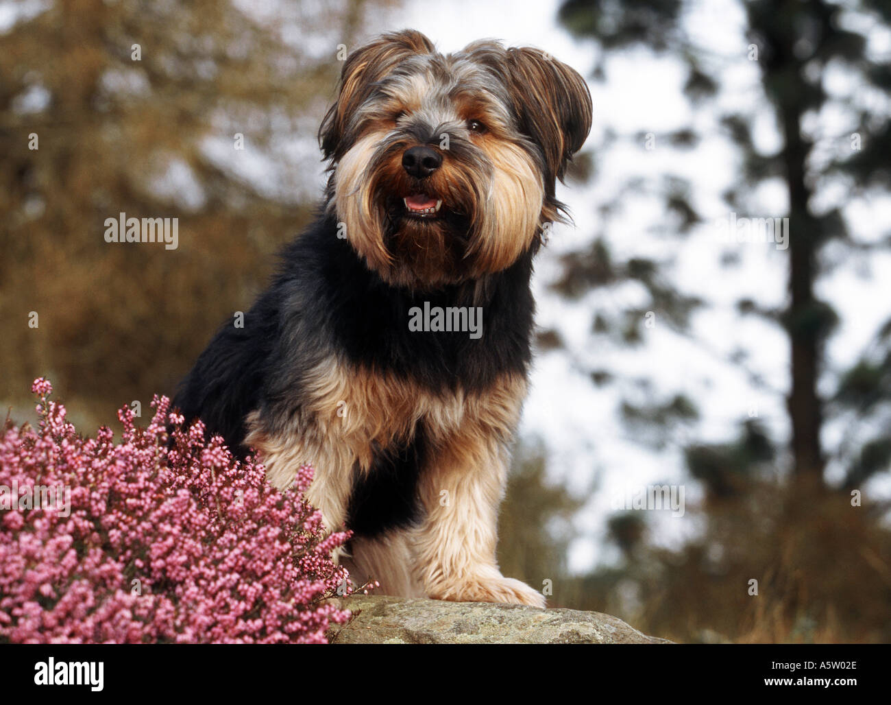 Half rock hi-res stock photography and images - Alamy