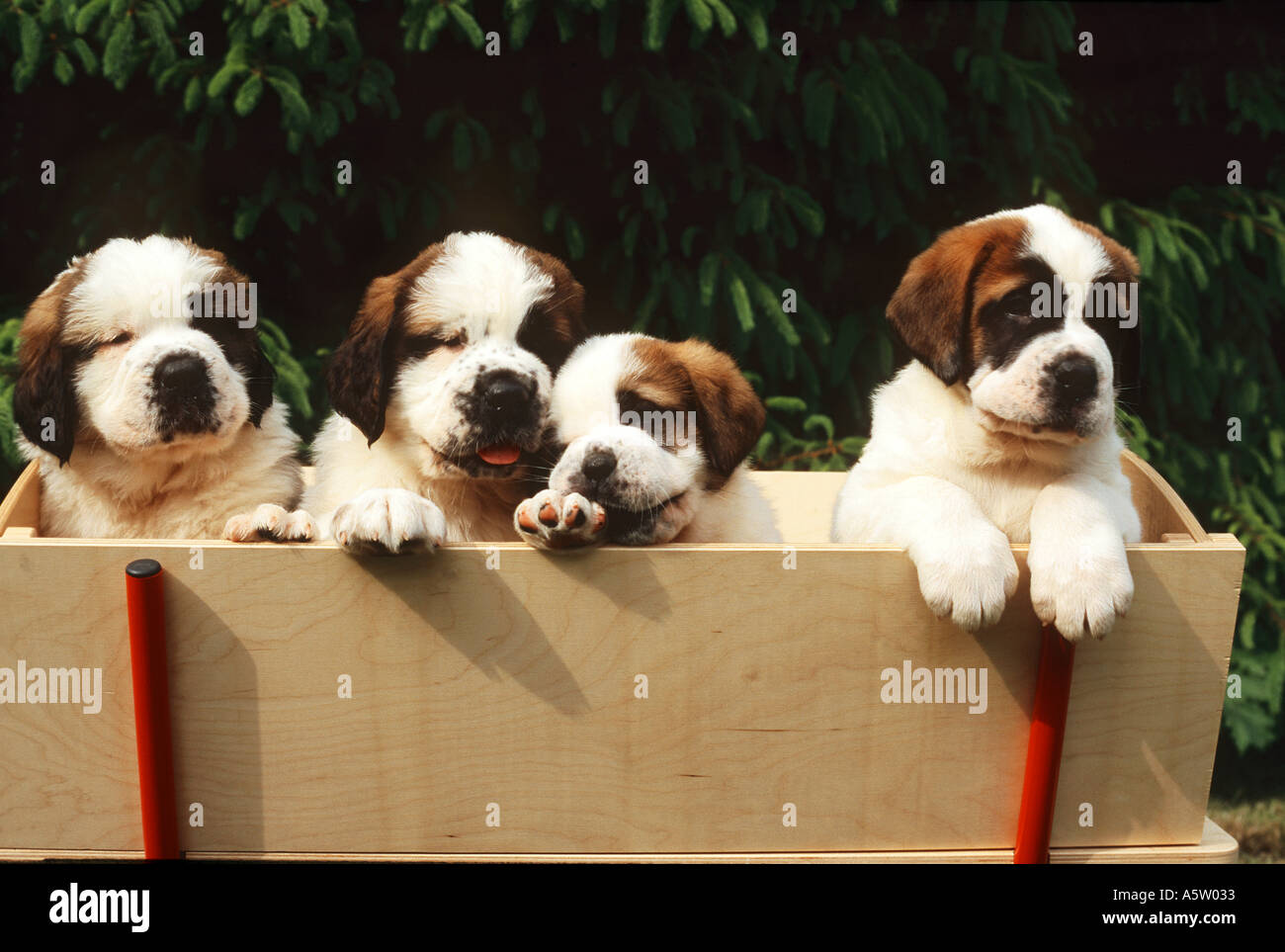 St bernard dog hi-res stock photography and images - Alamy
