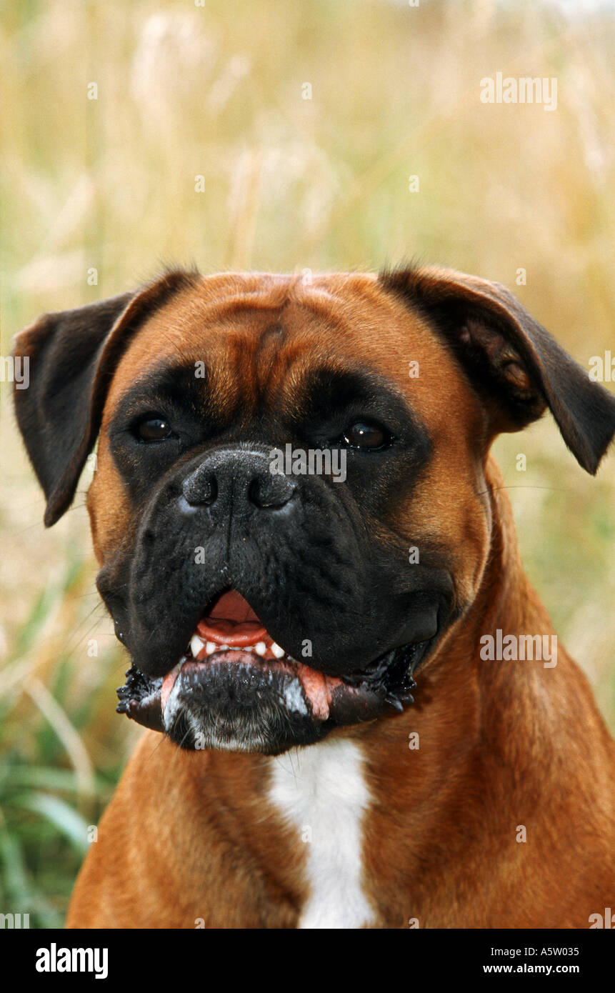 Boxer - portrait Stock Photo - Alamy
