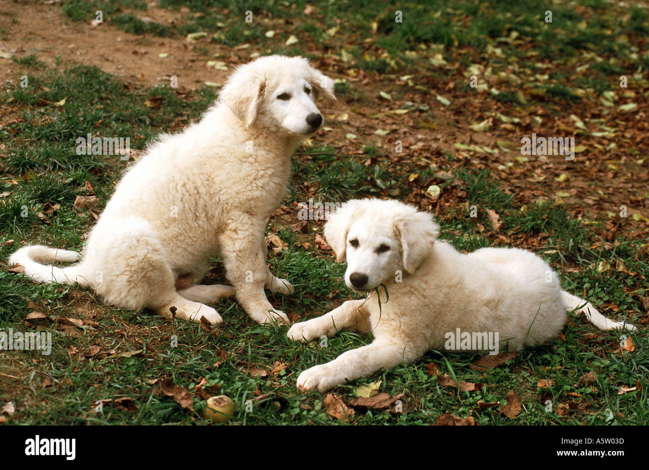 animal dog kuvasz puppy Stock Photo - Alamy