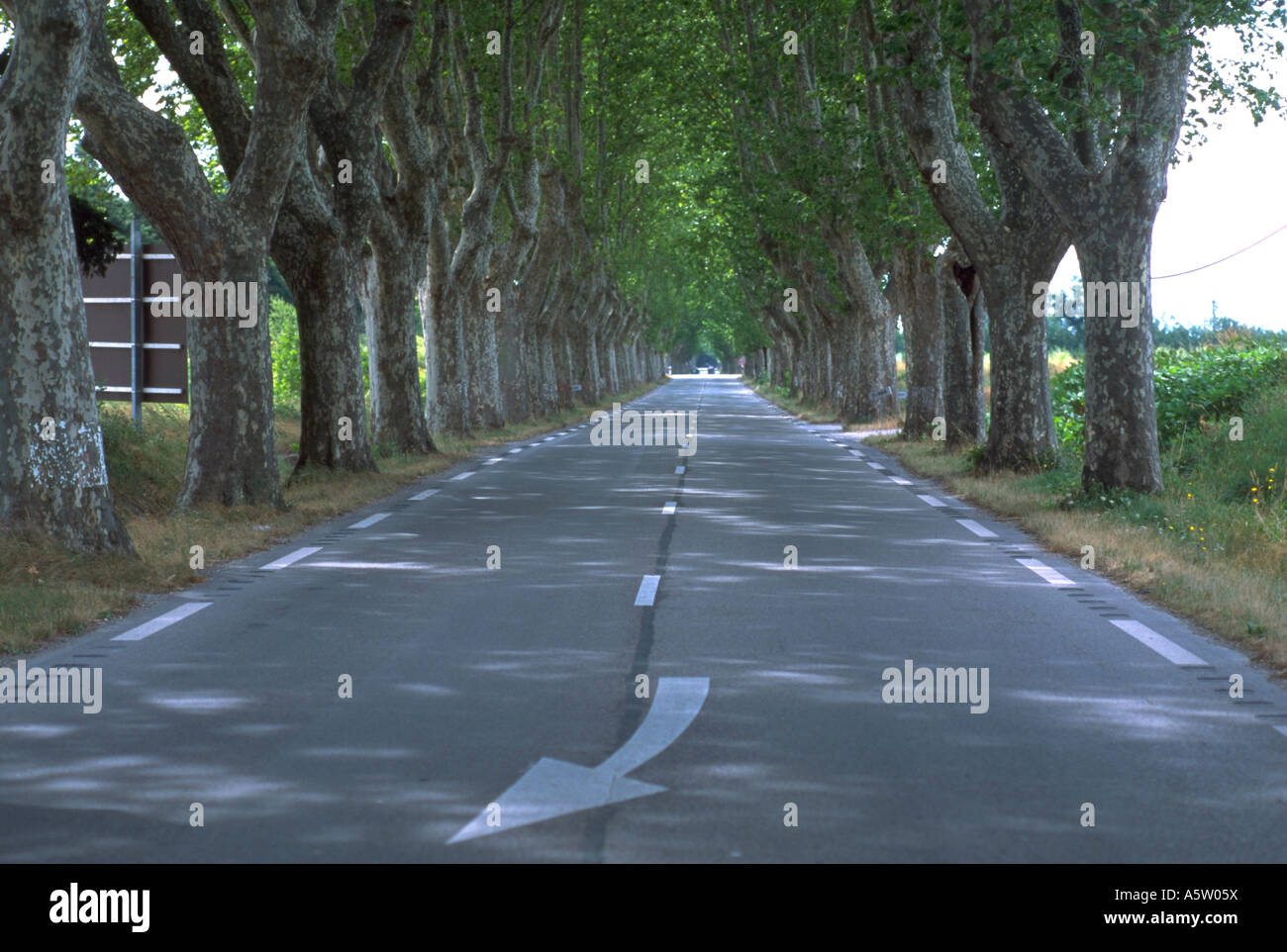 Symmetrical trees hi-res stock photography and images - Alamy