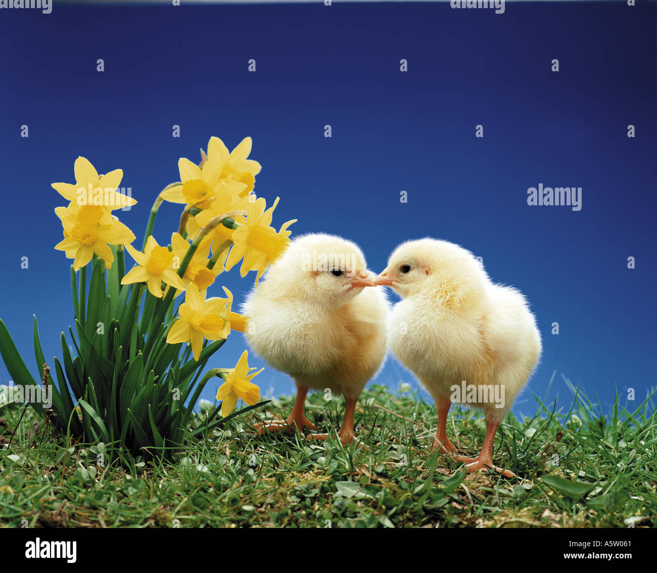 All the chicks hi-res stock photography and images - Alamy