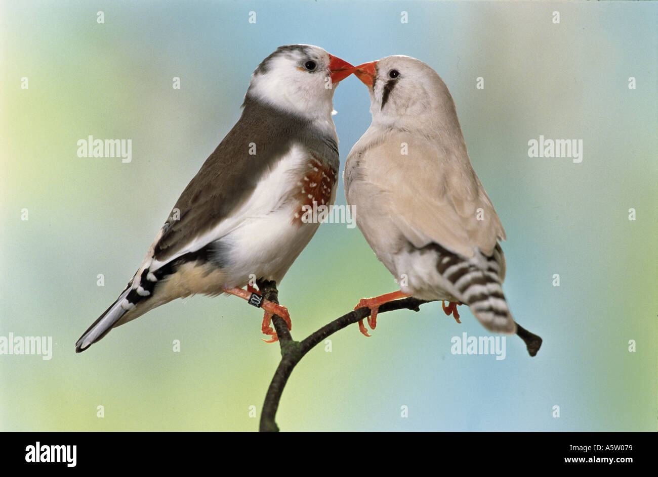 Zebra Finches High Resolution Stock Photography and Images - Alamy