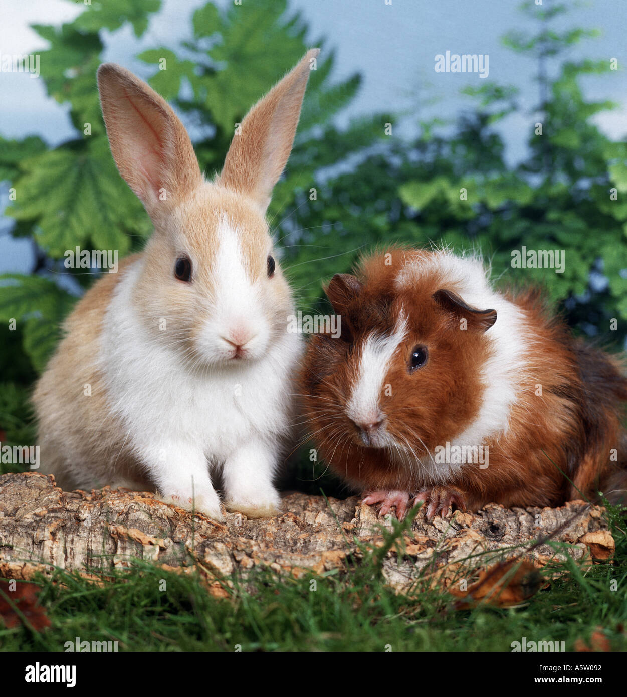 animal friendship : rabbit and guinea pig Stock Photo - Alamy