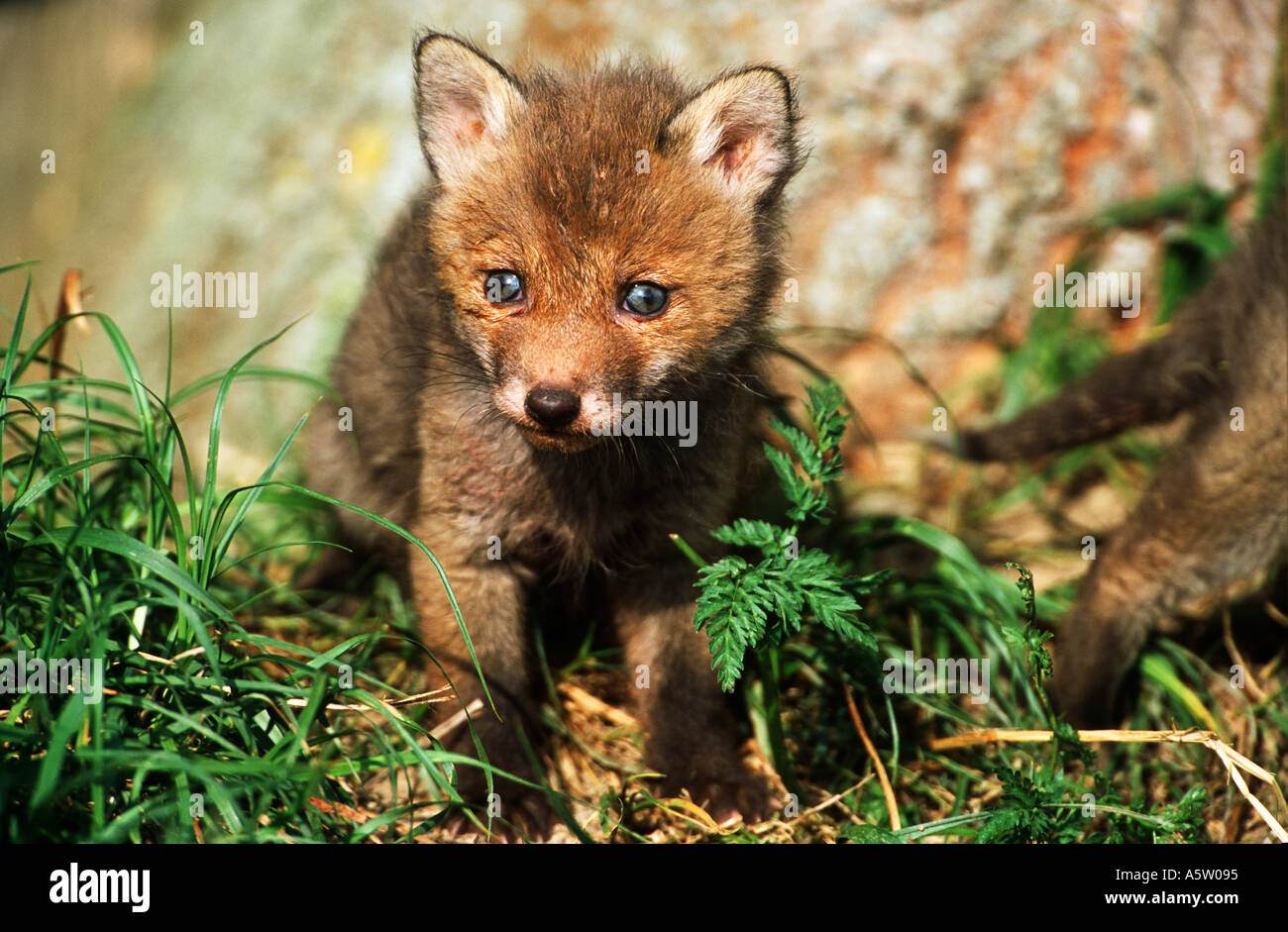 Red fox vulpes vulpes pups hi-res stock photography and images - Alamy