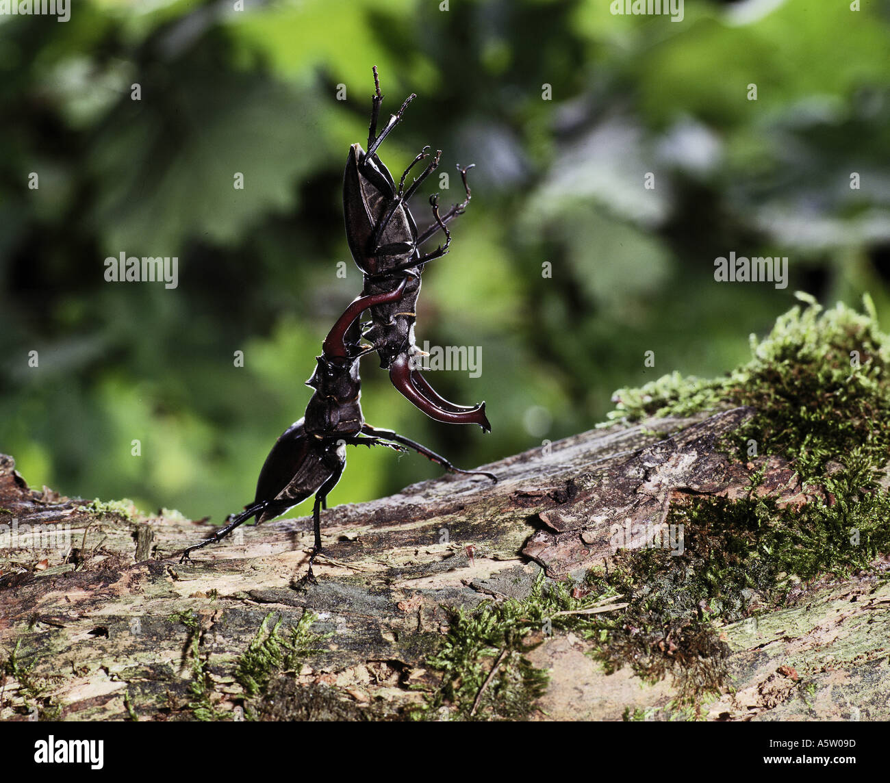 Stag Beetles Lucanus Cervus Fighting High Resolution Stock Photography ...