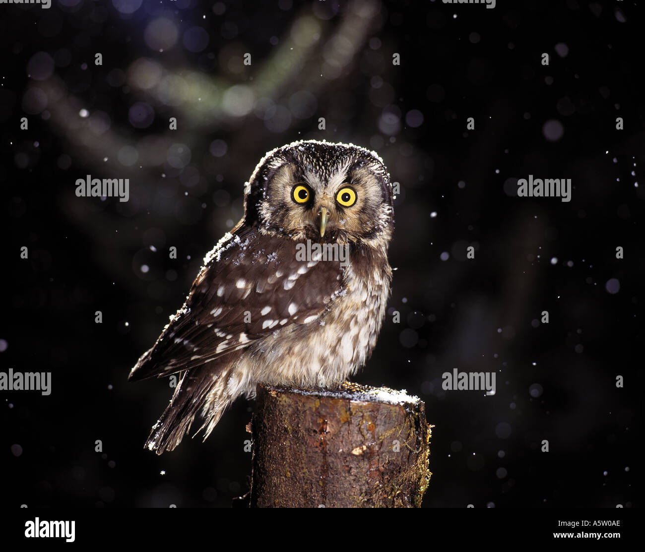 Owl At Night High Resolution Stock Photography and Images - Alamy