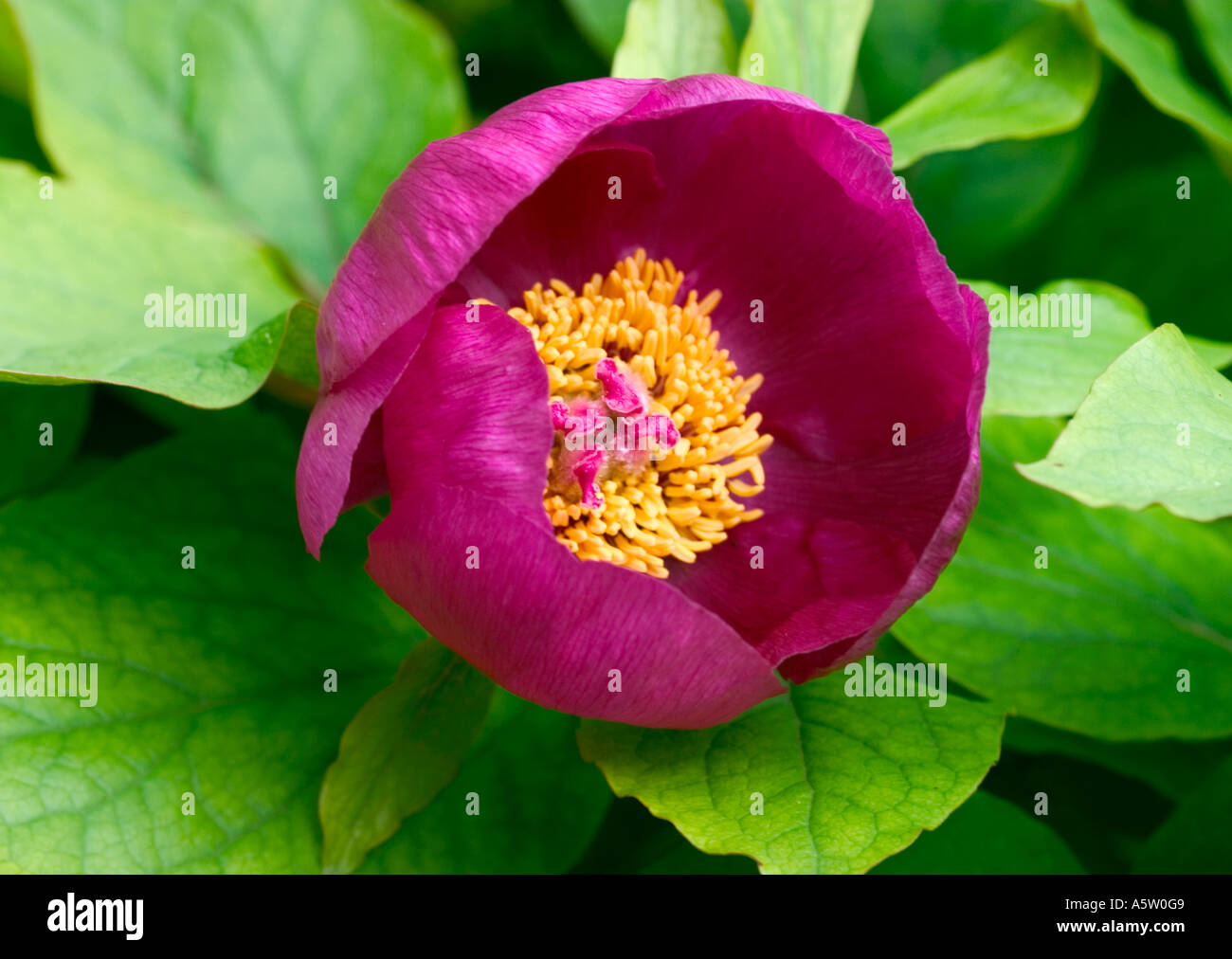 COMMON NAME: Peony LATIN NAME: Paeonia Stock Photo - Alamy