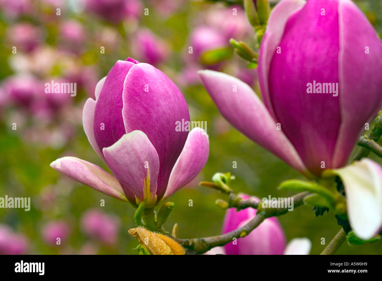 COMMON NAME: Magnolia LATIN NAME: Magnolia soulangeana Stock Photo - Alamy