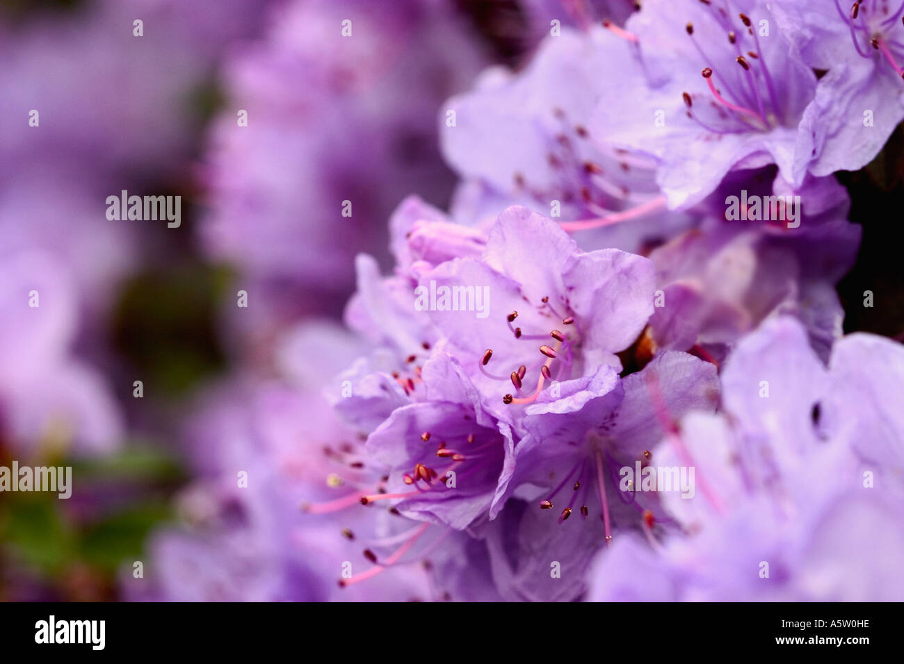 COMMON NAME: Azalea LATIN NAME: Rhododendron Stock Photo - Alamy