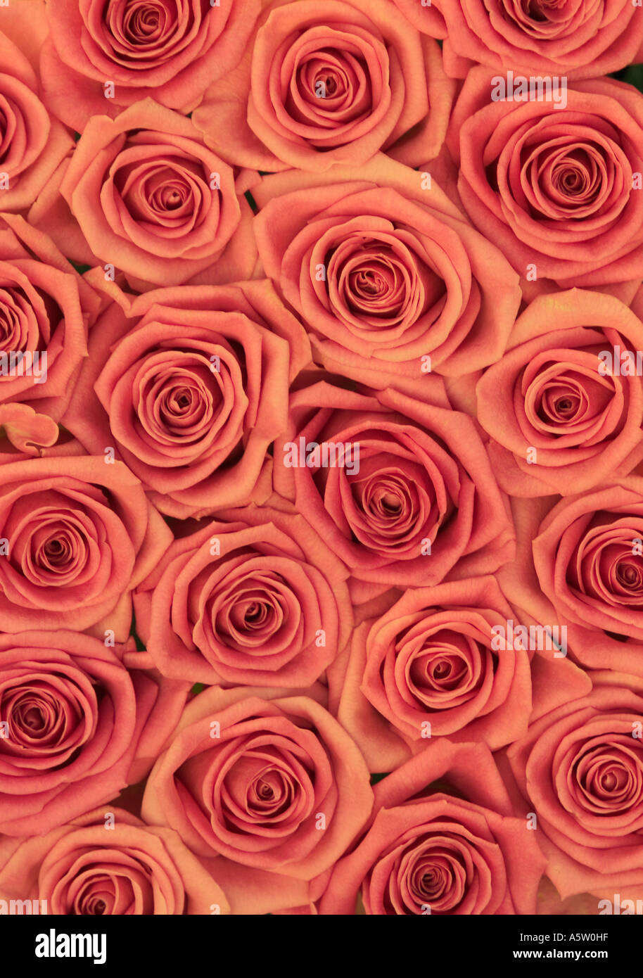 Coloured roses hi-res stock photography and images - Alamy