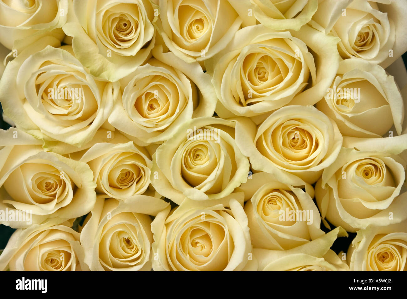 Cream coloured blooms hi-res stock photography and images - Alamy