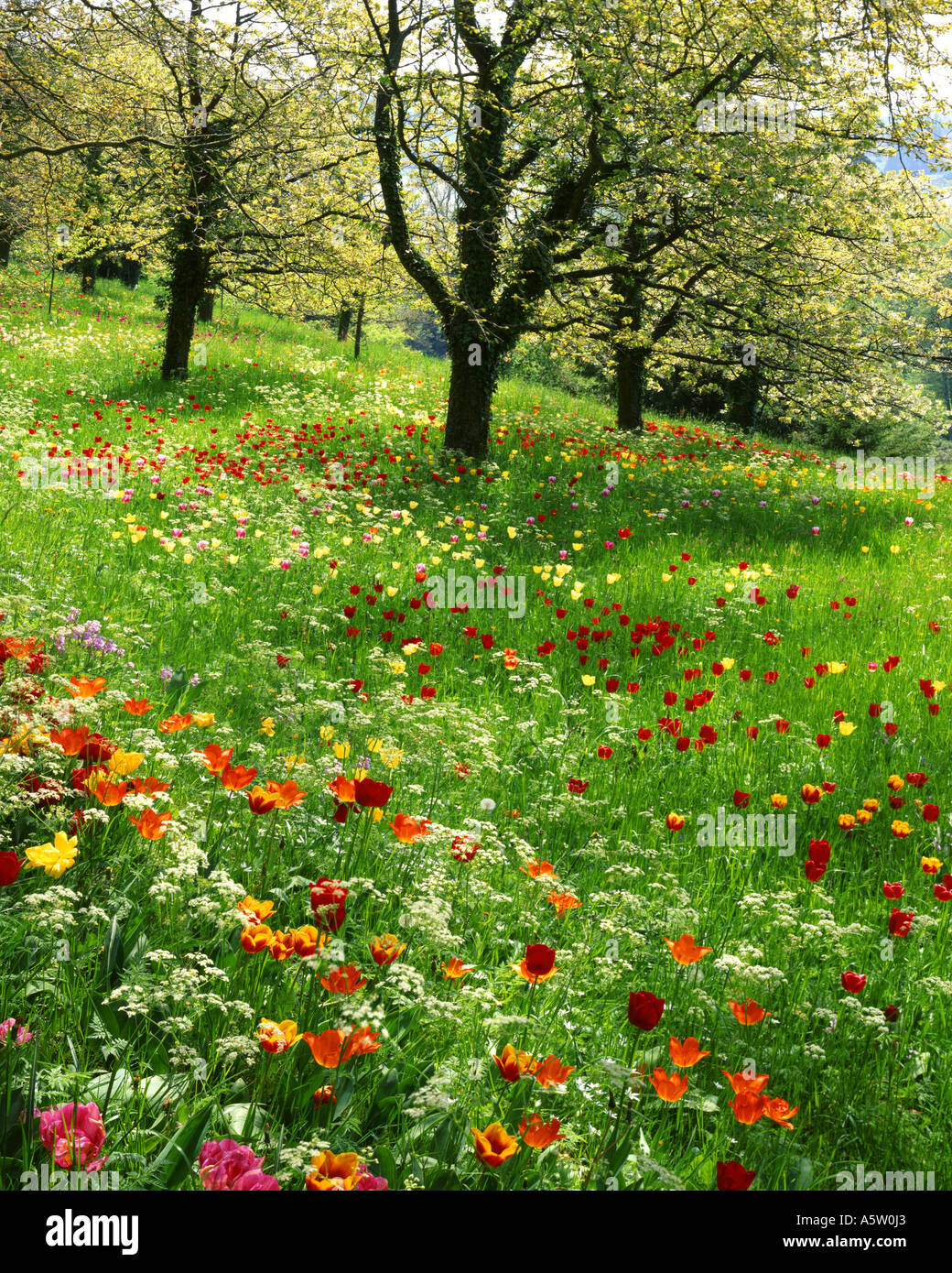 Foto de flora hi-res stock photography and images - Alamy