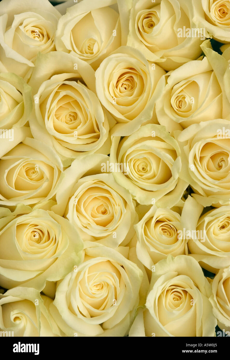 Cream coloured blooms hi-res stock photography and images - Alamy