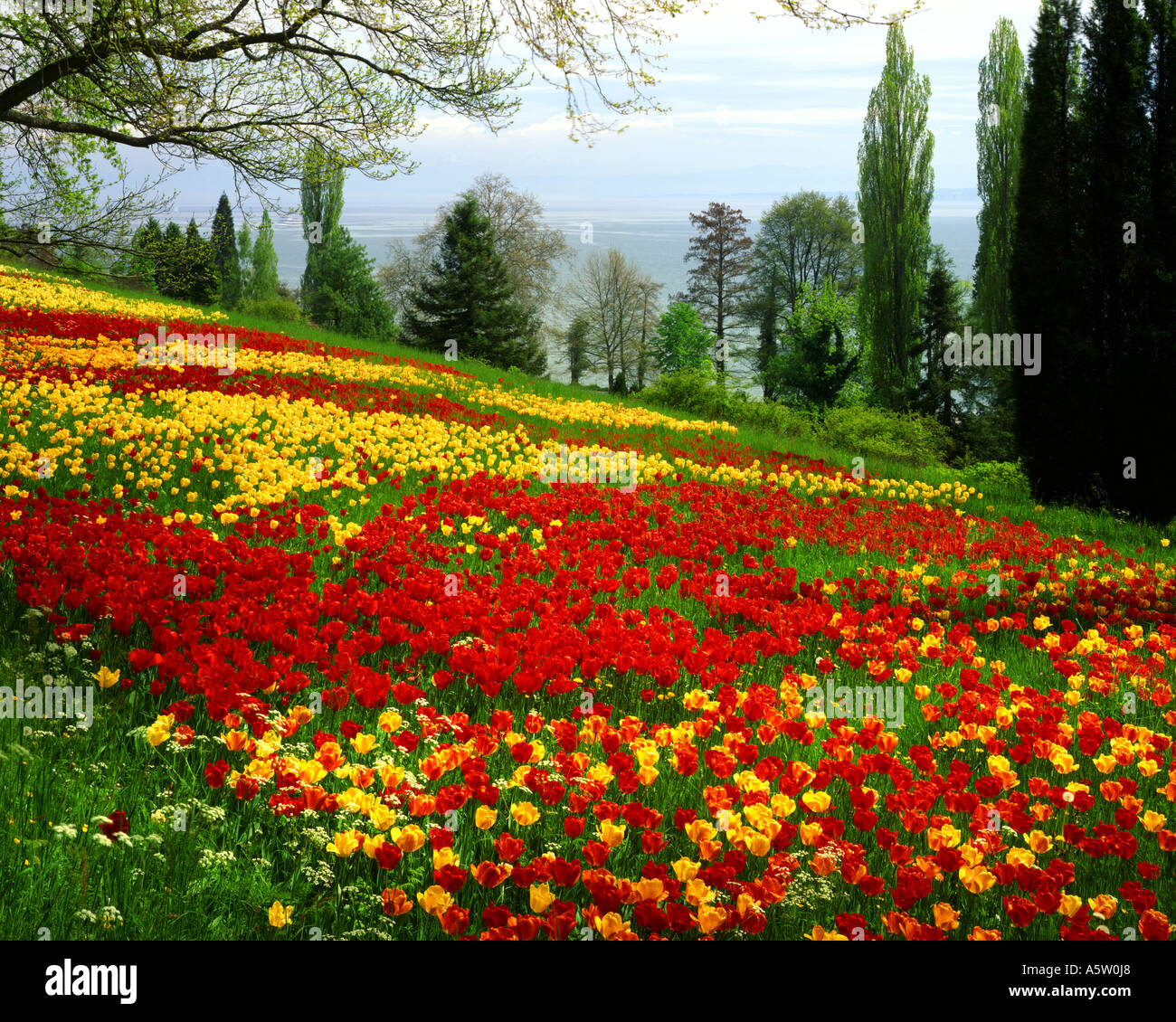 Flower tulips mainau island lake hi-res stock photography and images ...