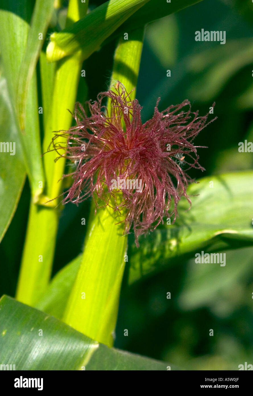 COMMON NAME: Corn silk LATIN NAME: Zea mays Stock Photo - Alamy