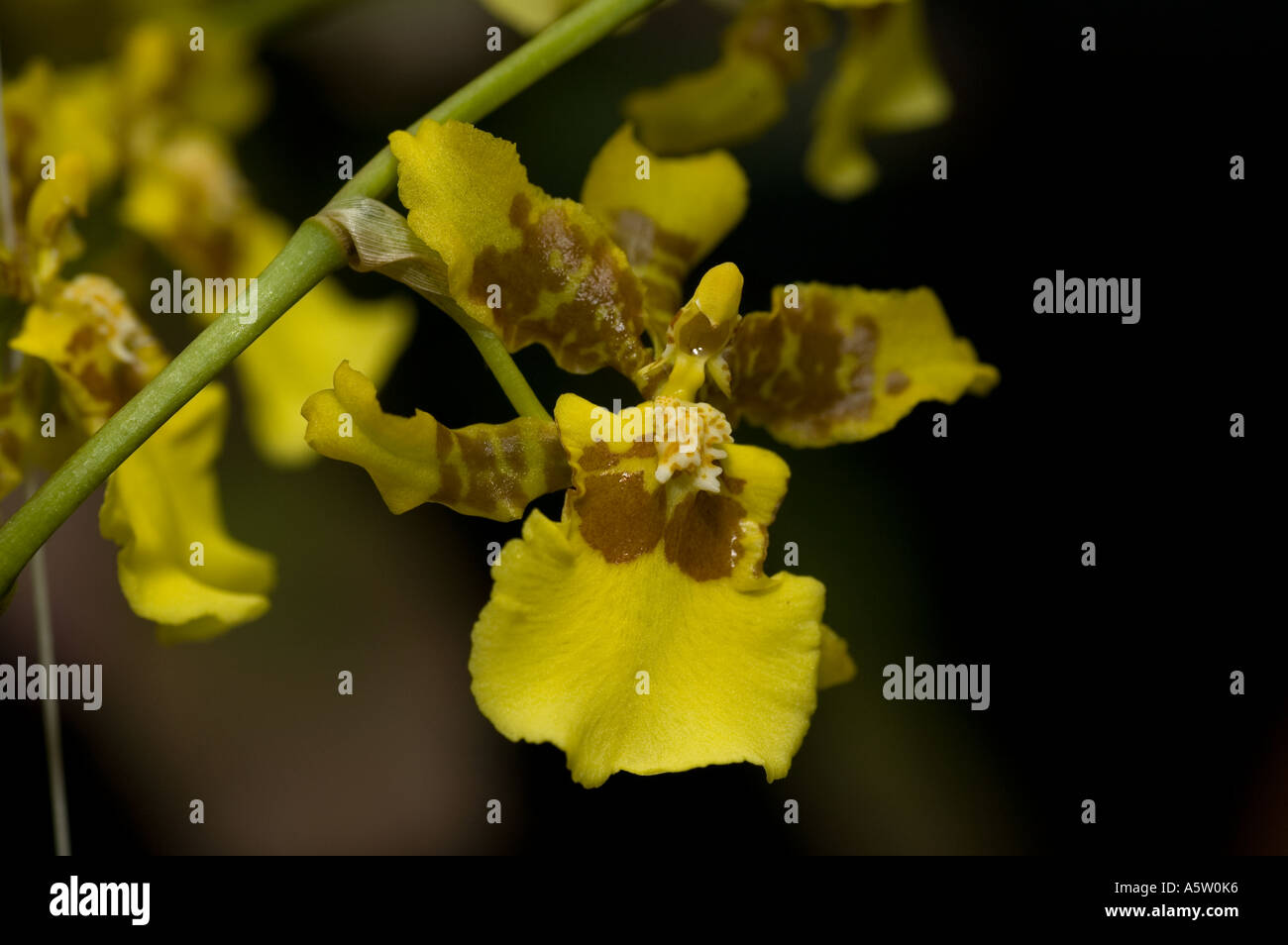 Dancing Lady Orchid Stock Photo - Alamy