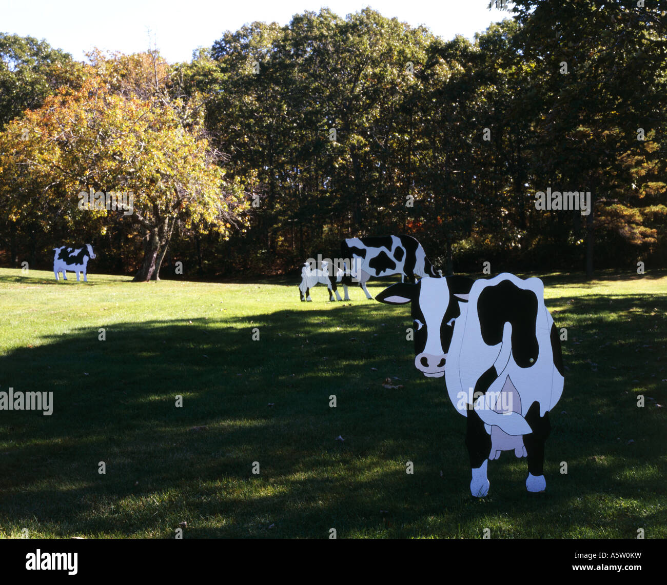 Life size cardboard cut out cows decorate the large lawn of a private ...