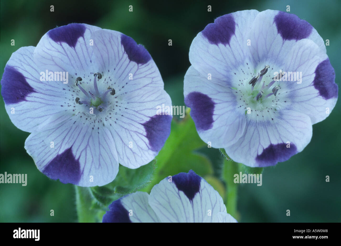 Nemophila maculata. Five spot Stock Photo - Alamy