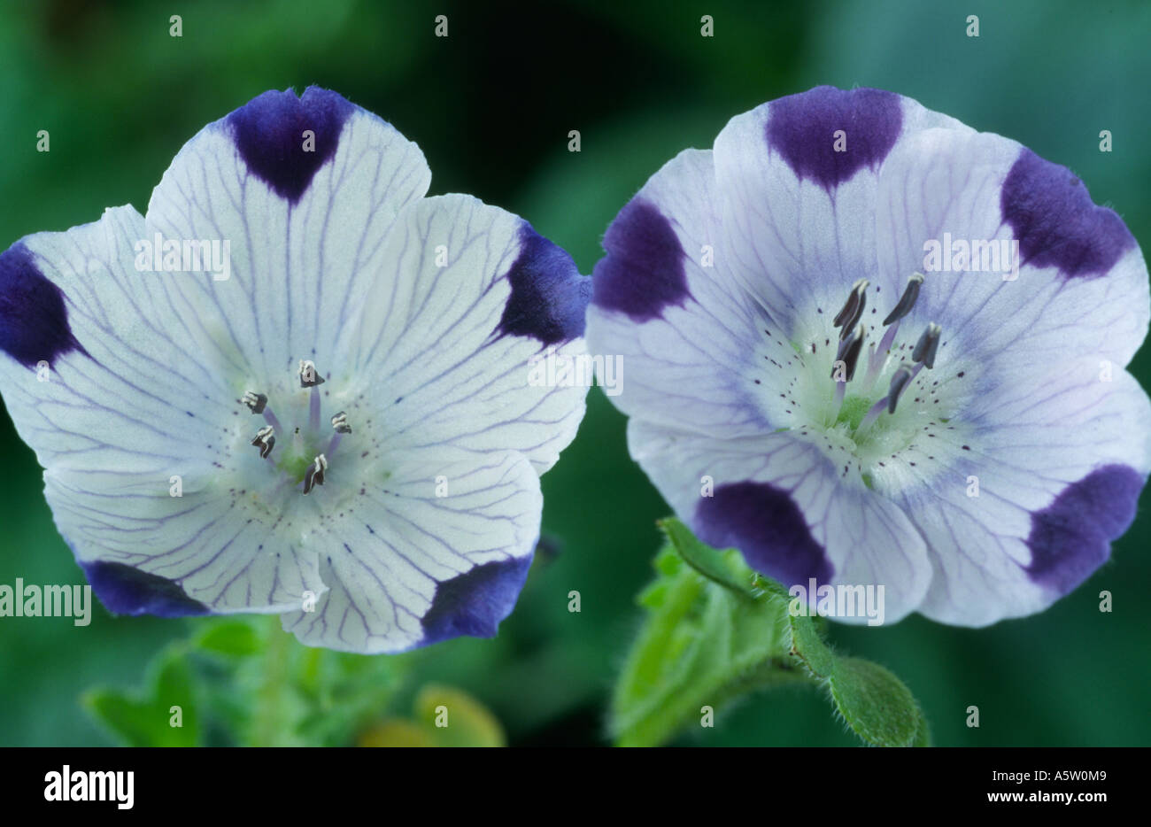 Nemophilas hi-res stock photography and images - Alamy