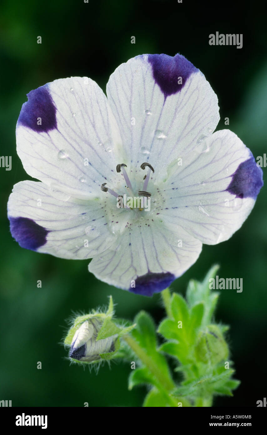 Nemophila maculata. Five spot Stock Photo - Alamy
