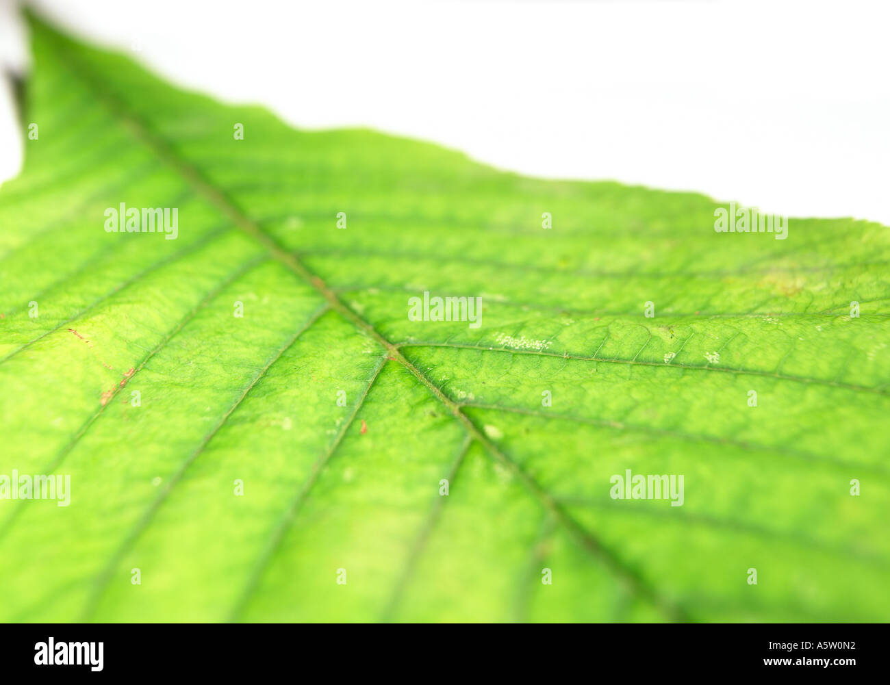 Conker tree leaf hi-res stock photography and images - Alamy