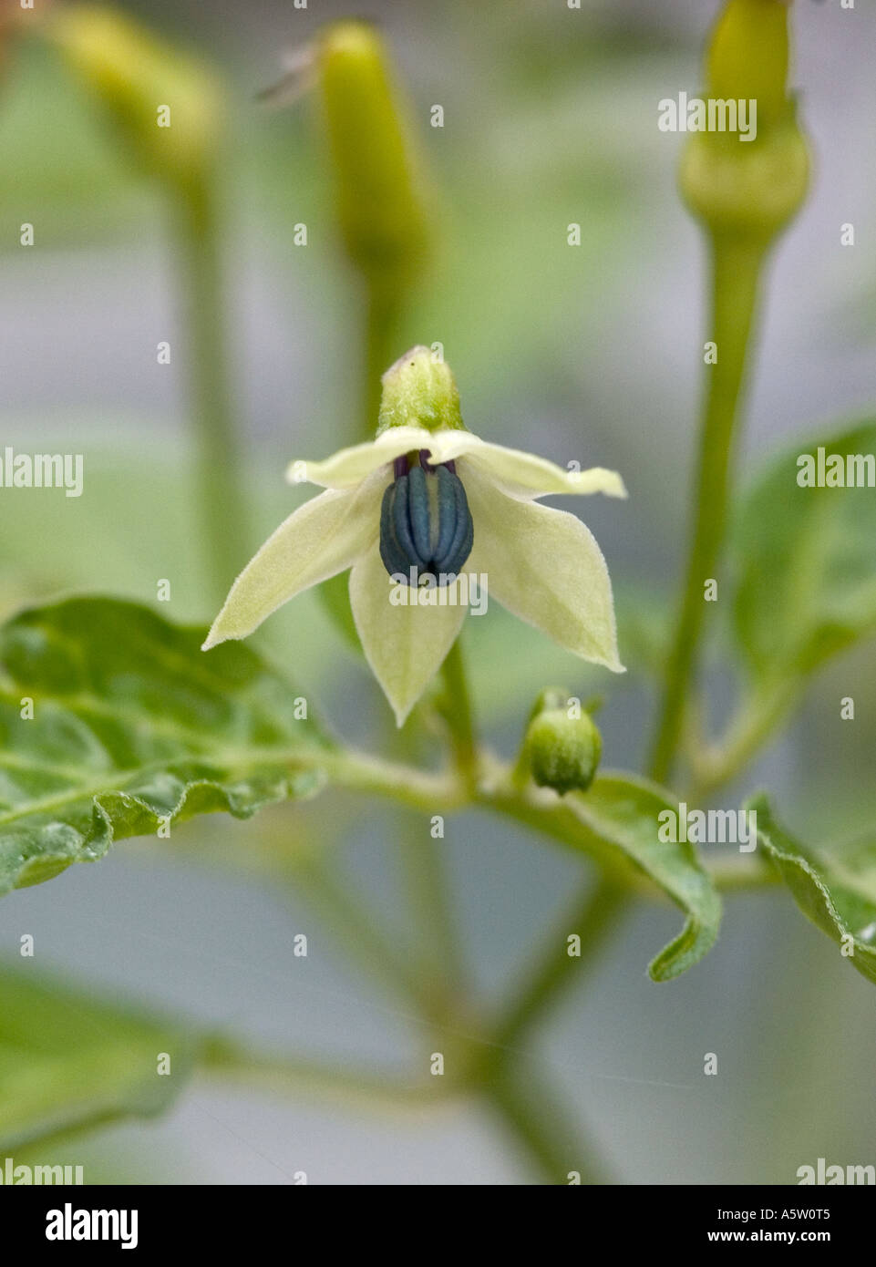 Tobasco hi-res stock photography and images - Alamy