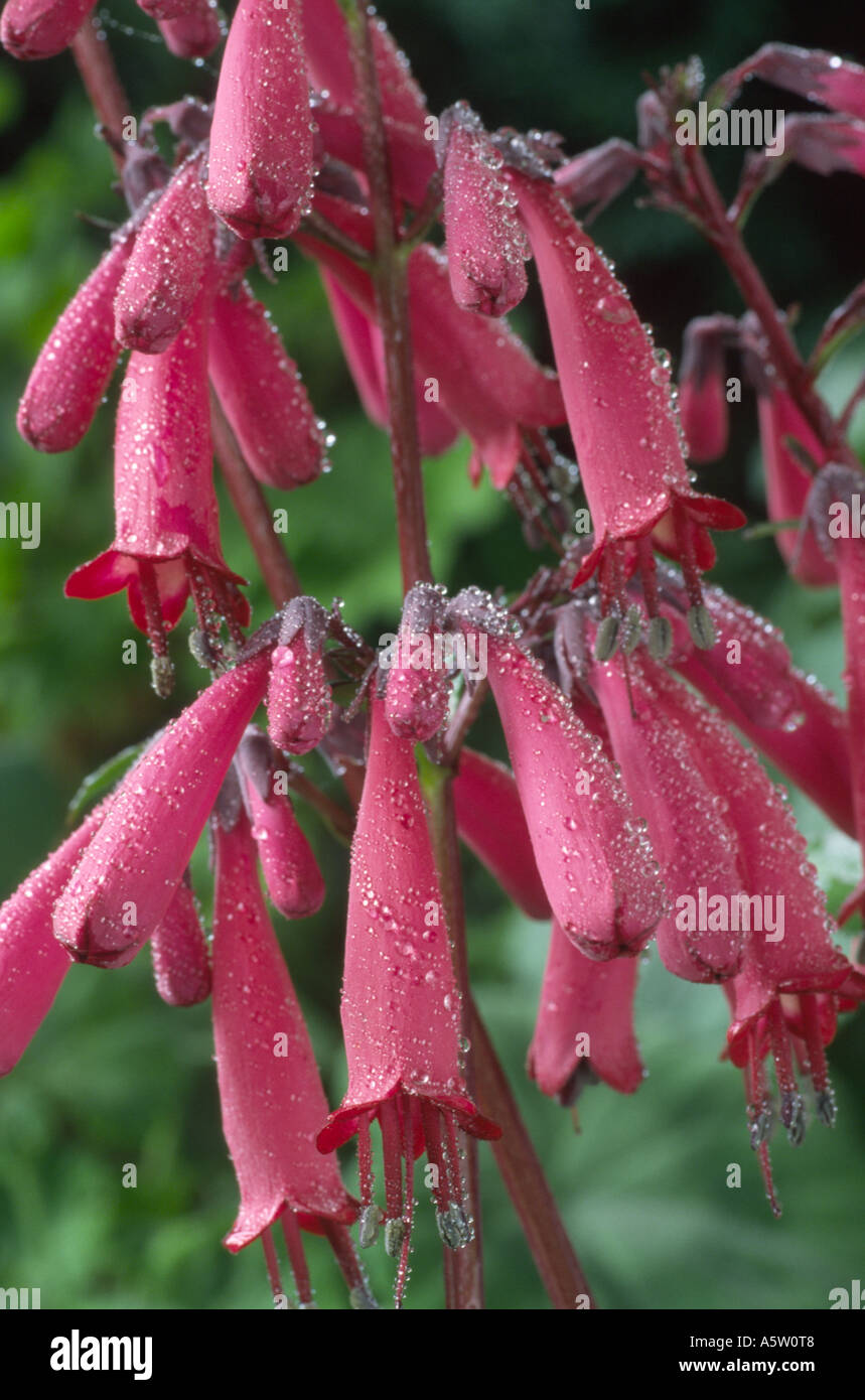 Phygelius aequalis hi-res stock photography and images - Alamy