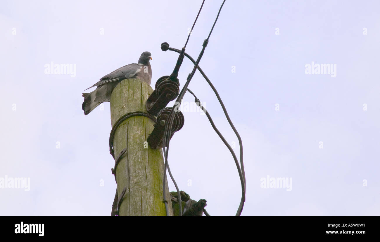 Animal monument london pigeon hi-res stock photography and images - Alamy