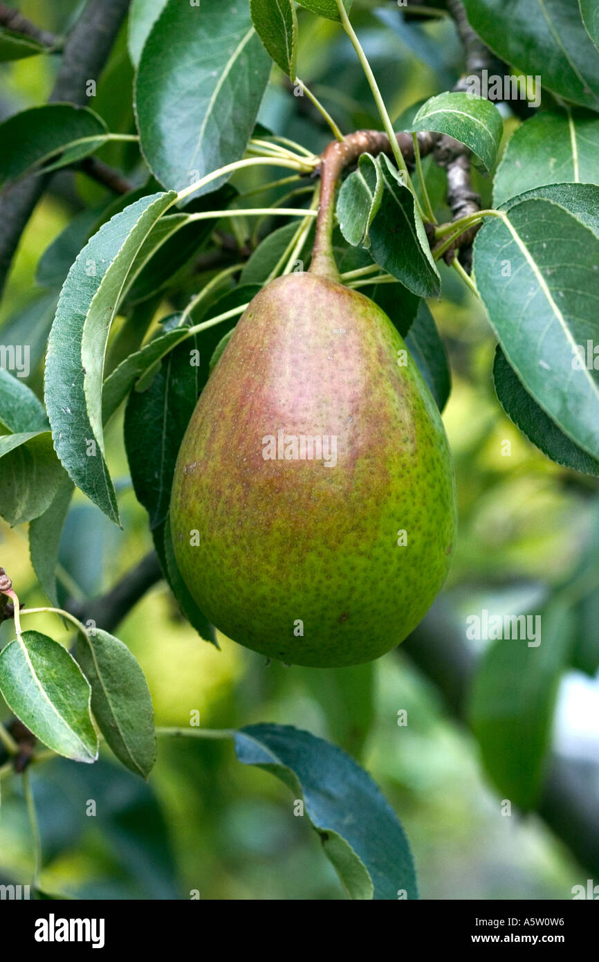 Pear growing on pear tree Stock Photo - Alamy