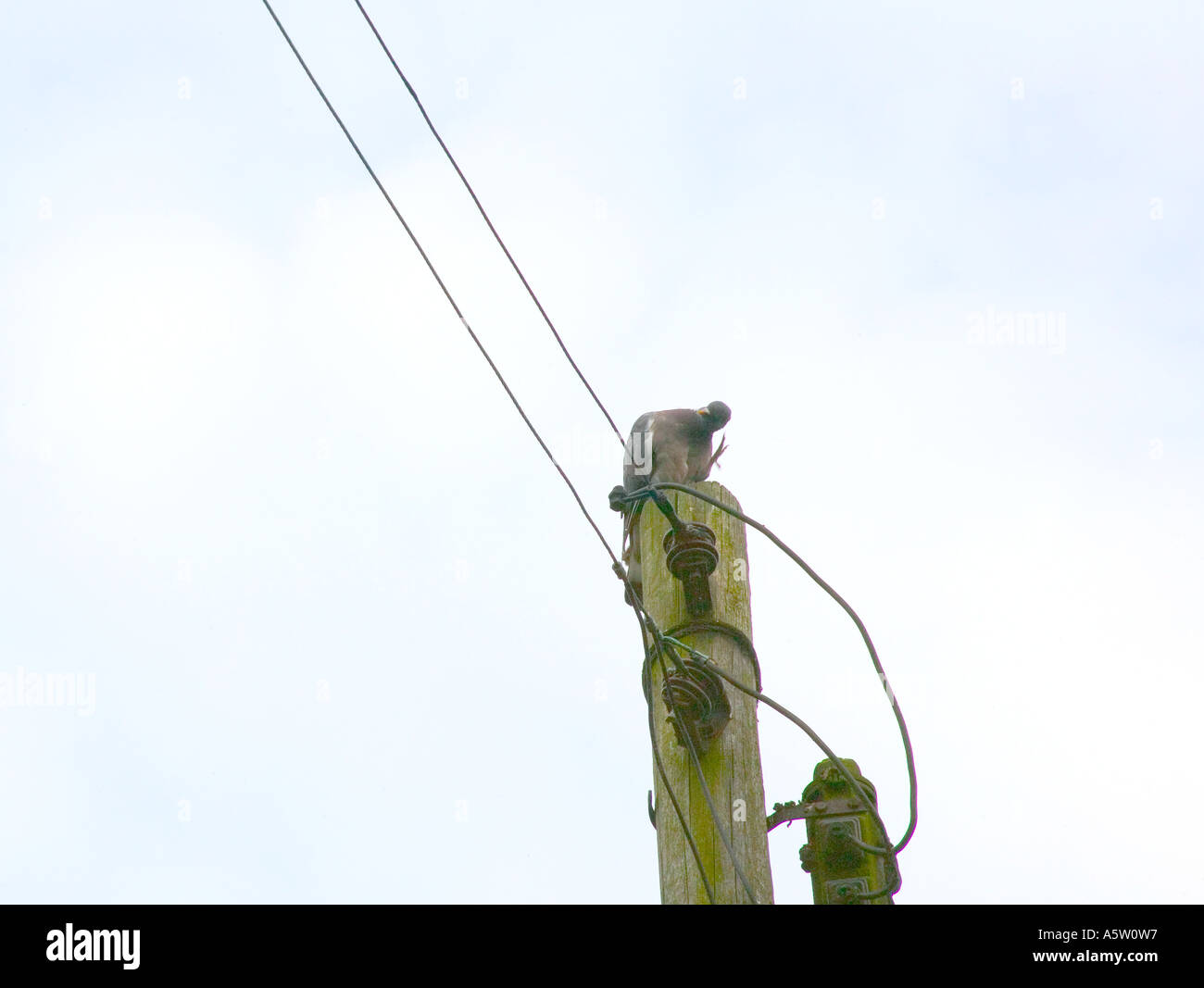 Pigeon perched on fountain hi-res stock photography and images - Alamy