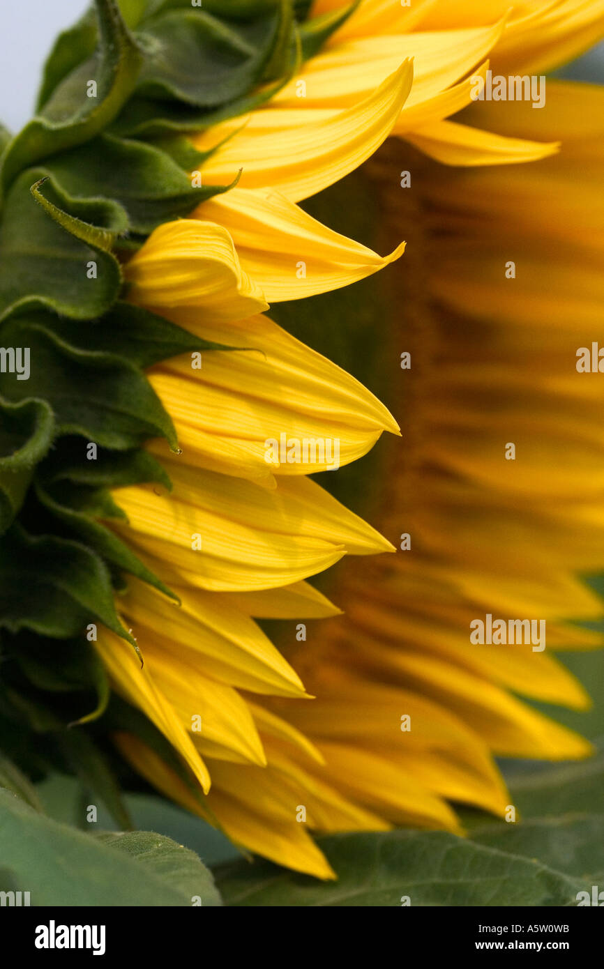 Closeup shot from sunflower hi-res stock photography and images - Alamy