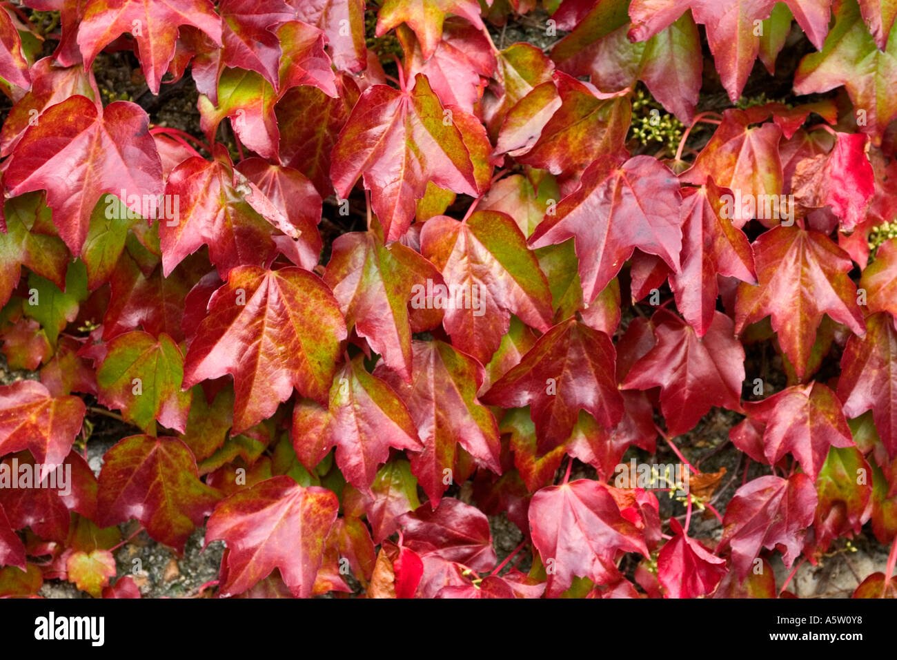 Full bleed close up shot of ivy leaves 'Hedera helix' Stock Photo - Alamy